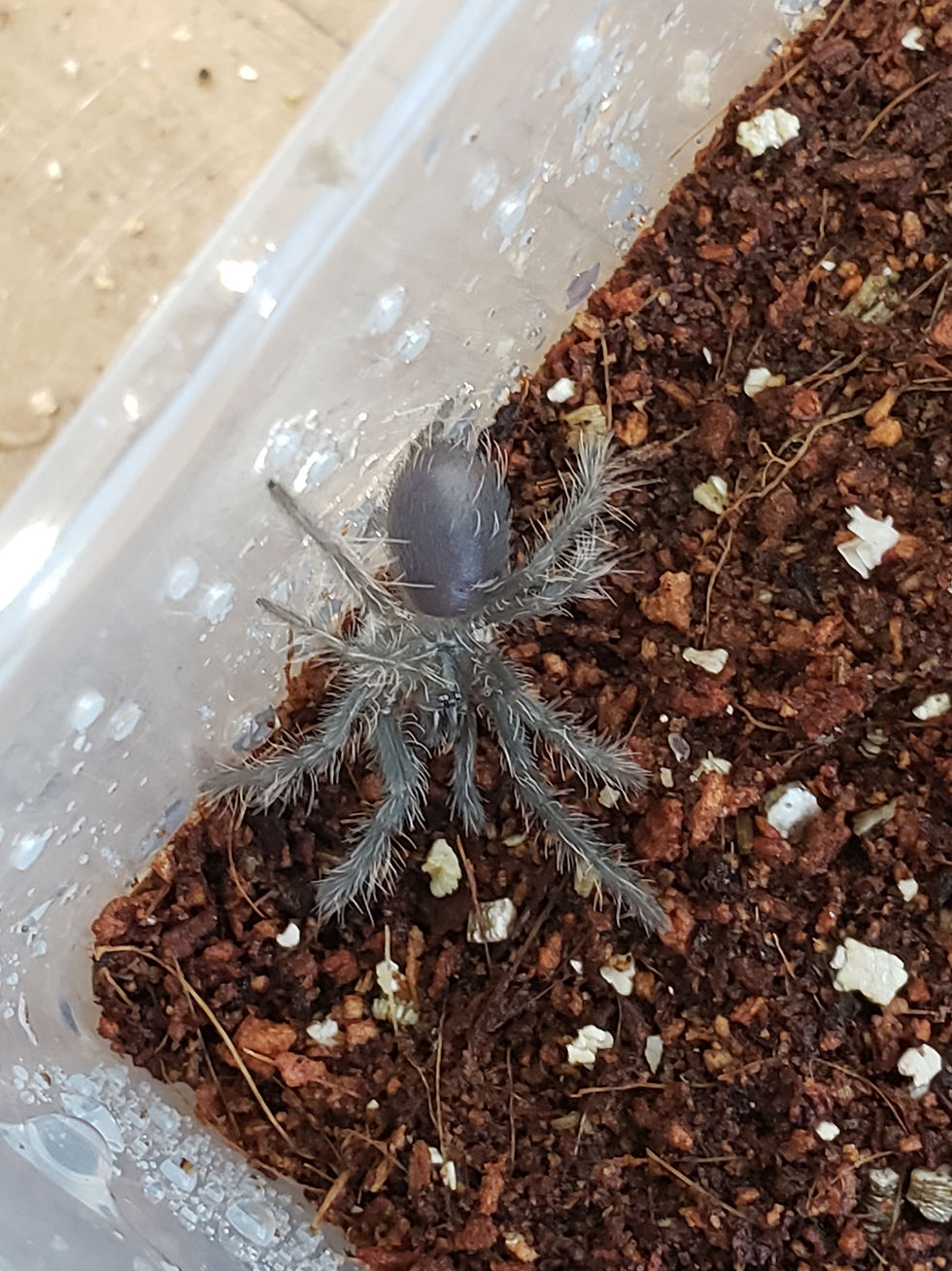 Tarantulas | Pacific Northwest Arachnids 10/15