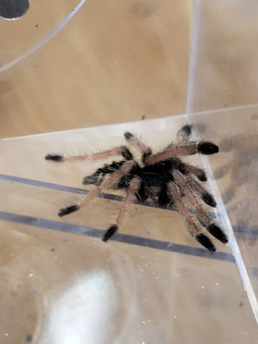 Amazonius burgessi - Ghost Tree Spider - .5" | Pacific Northwest Arachnids