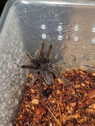 Phormingochilus sp. "Akcaya" - Indonesian Bat Eater - 1" | Pacific ...