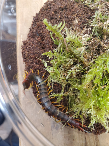 Scolopendra galapagoensis "Dark" - Giant Galapagos Centipede - 4"-5 ...
