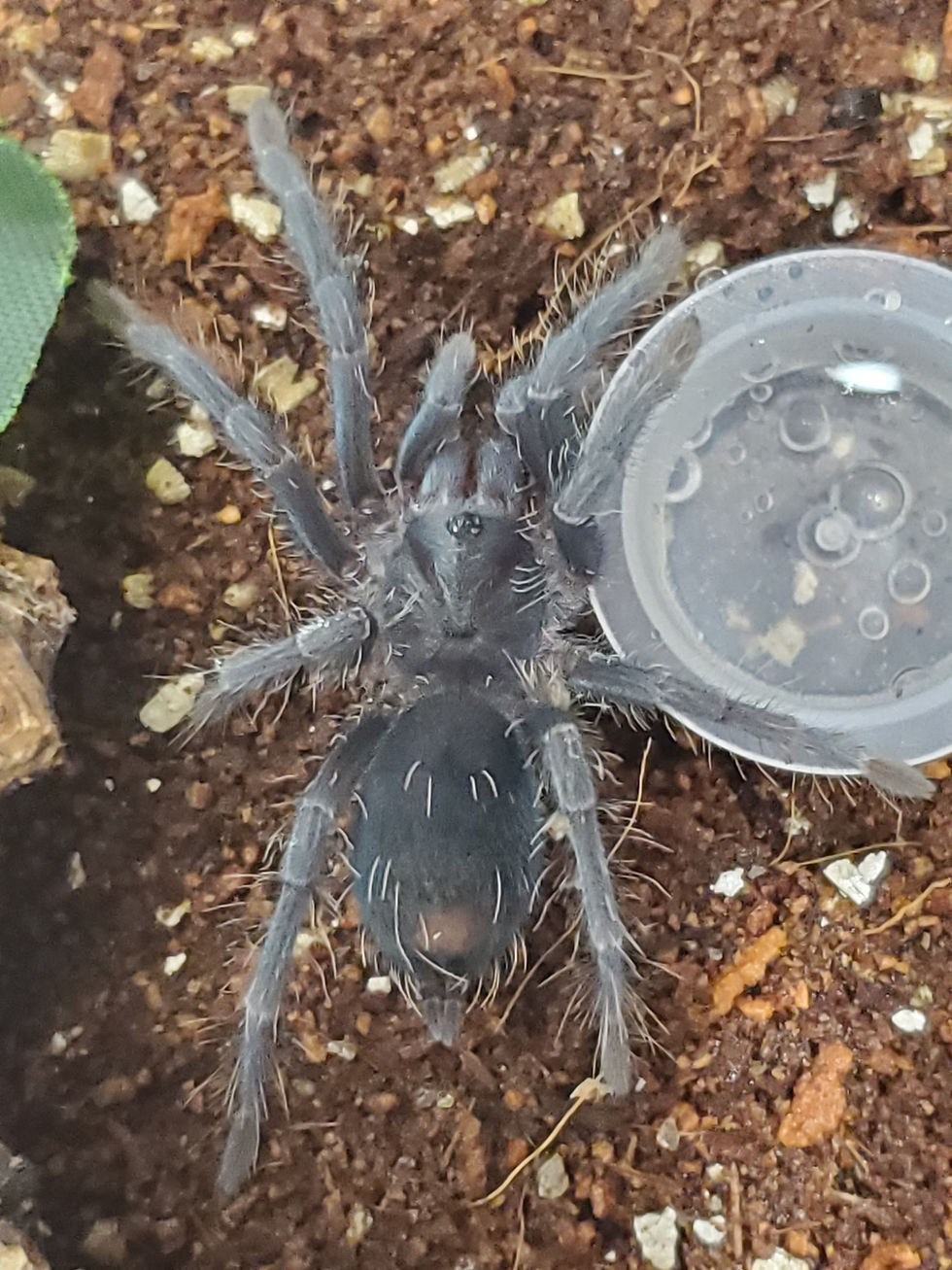 Tarantulas | Pacific Northwest Arachnids 10/15