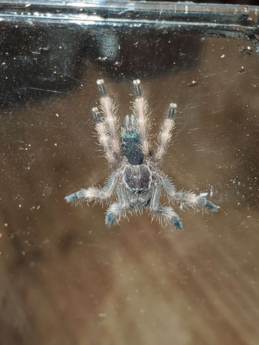 Psalmopoeus reduncus - Costa Rican Orange Mouth - .5"-.75" | Pacific ...