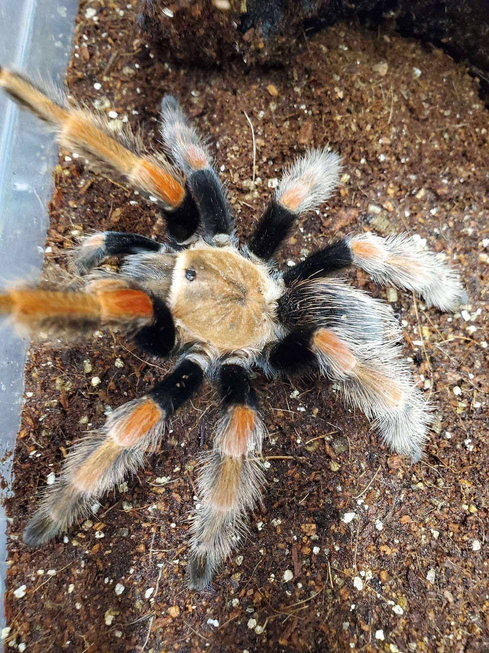 Brachypelma boehmei - Mexican Fire leg - 5" - FEMALES | Pacific ...