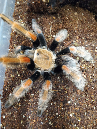 Brachypelma boehmei - Mexican Fire leg - 5" - FEMALES | Pacific ...