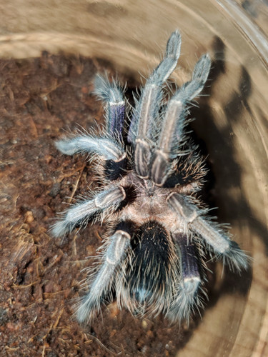 Phormictopus sp. "Purple" - Dominican Purple Birdeater - 4" | Pacific ...