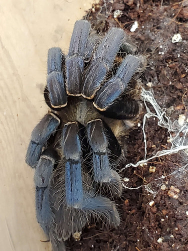 Cyriopagopus lividus - Cobalt Blue - 3"-4" | Pacific Northwest Arachnids