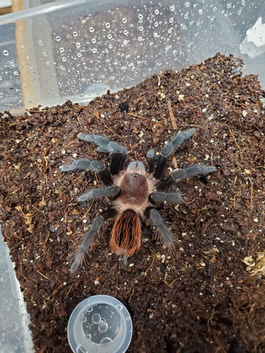 Tliltocatl vagans - Mexican Red Rump - 2"-3" | Pacific Northwest Arachnids