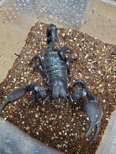 Pandinus viatoris - Cave Clawed Scorpion - juveniles-Adults | Pacific ...