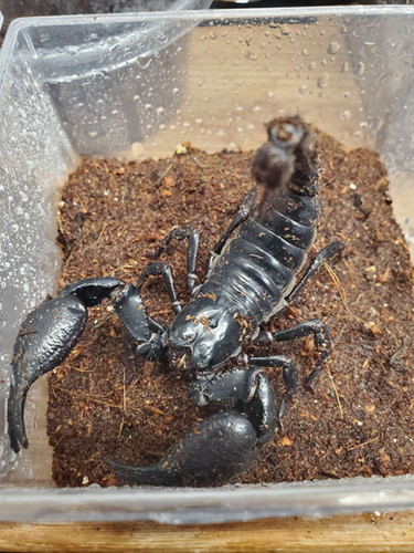 Heterometrus "Poss. Spinifer" - Thai Giant Forest Scorpion - Adults ...