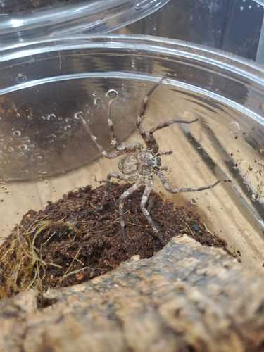 Selenops radiatus - Tomb Crawler - 2"-3" | Pacific Northwest Arachnids