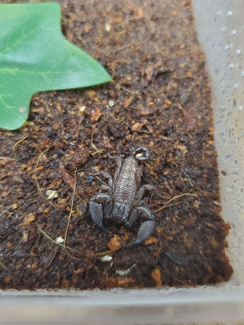 Scorpions | Pacific Northwest Arachnids 2/3