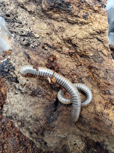 Atopochetus spinimargo - Thai Rainbow Millipede - 3"-4" | Pacific ...
