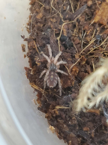 Hapalopus formosus - "True" Pumpkin Patch - .25"-.5" | Pacific ...