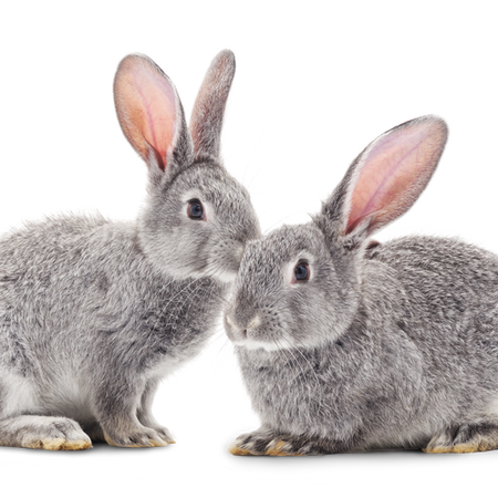 Heritage Champagne D'Argent Rabbit | Vintage Family Farms