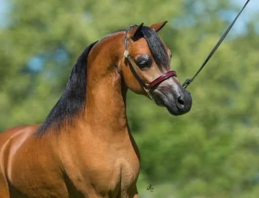 MHAA | FORMS & SPONSORS