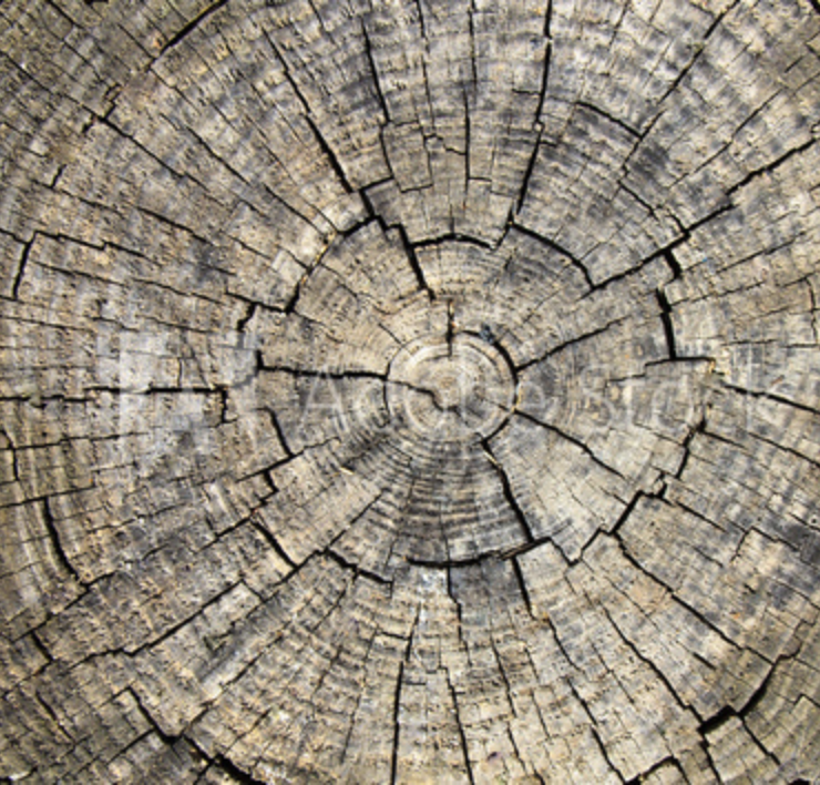 Nature at Home Series: Patterns