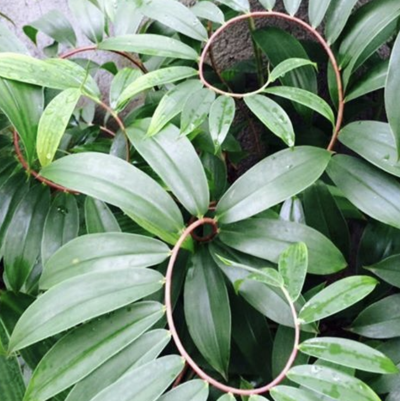 Nature at Home Series: Patterns