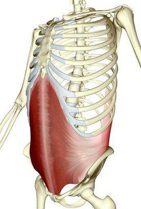 Why Are Inner Core Muscles Important? | CHARM