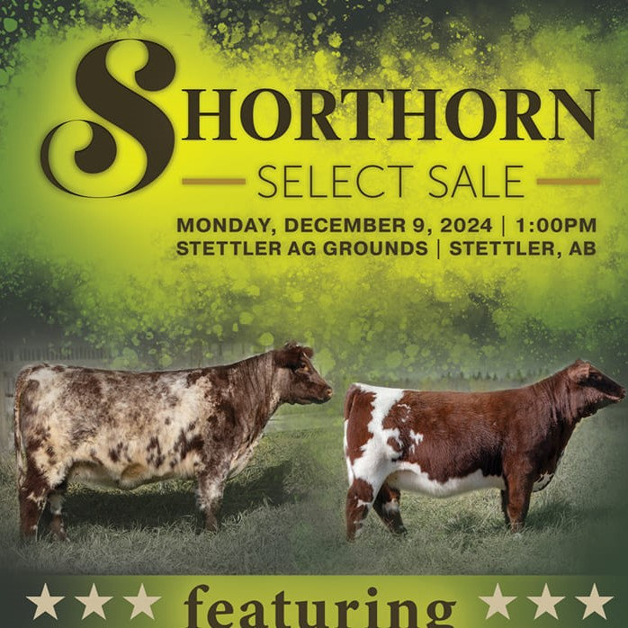 Shorthorn Select Sale | Canadian Shorthorn