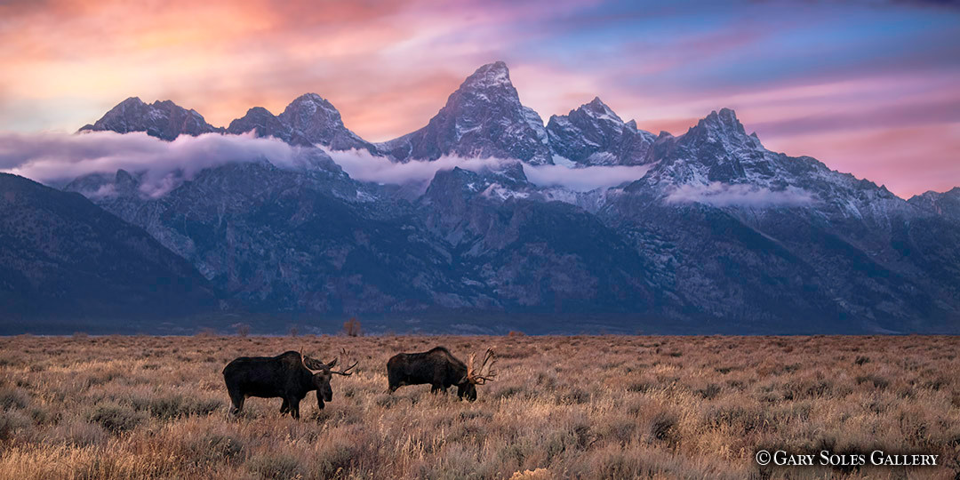 Teton Moose | Gary Soles Gallery | Breckenridge, CO 80424