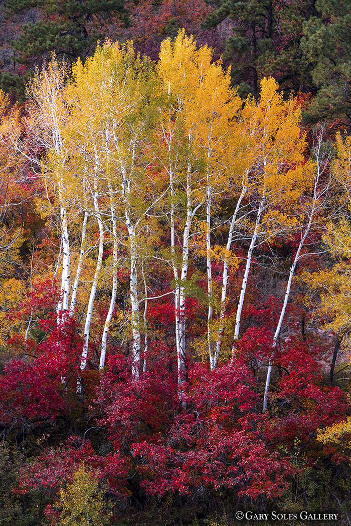 New Releases | Gary Soles Gallery | Breckenridge, CO 80424
