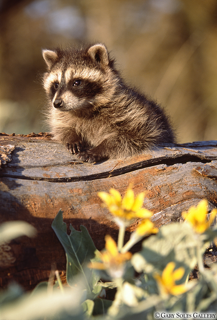 Wildlife | garysolesgallery