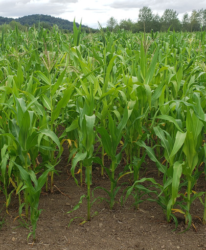 Short Corn