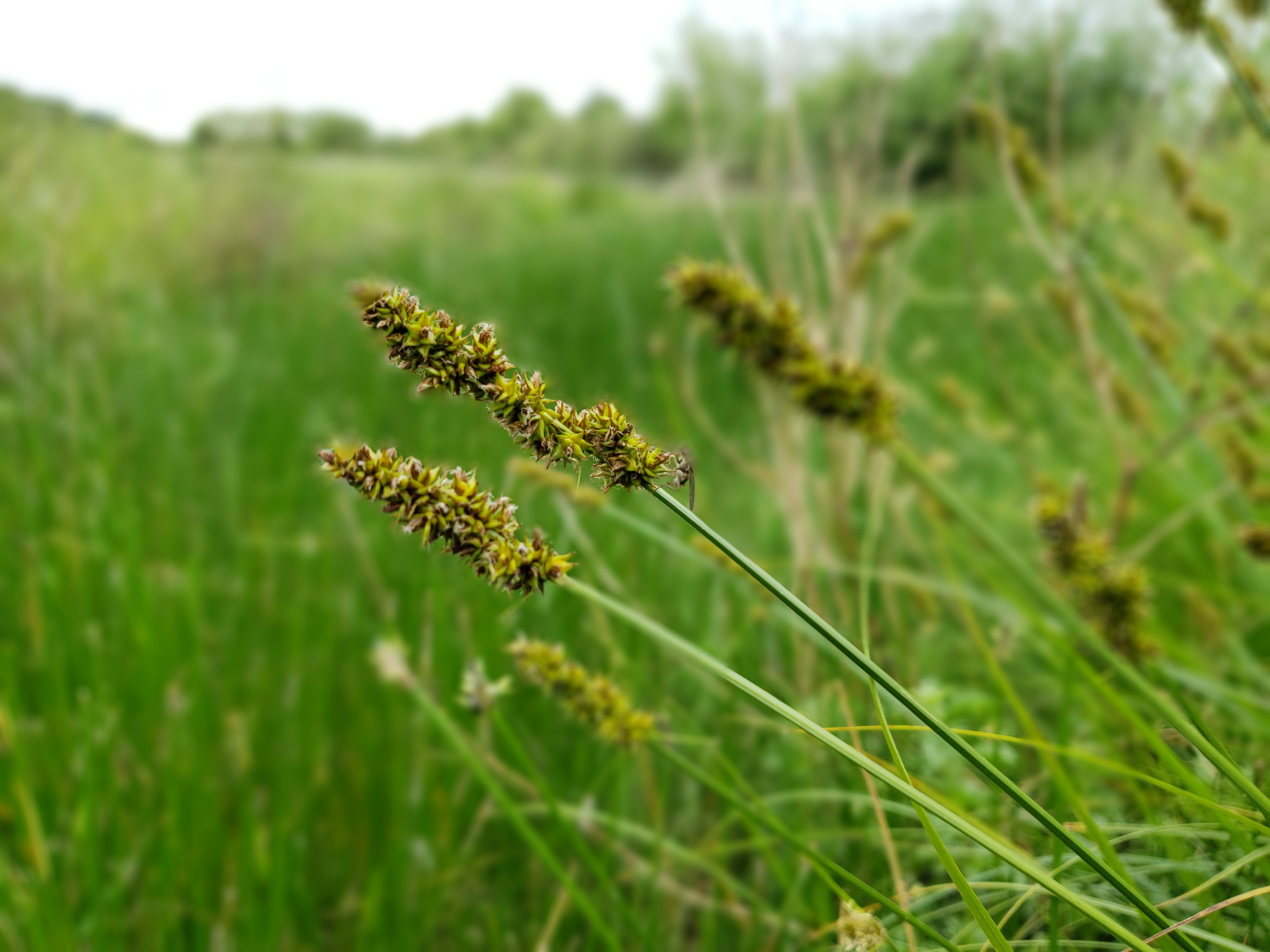 Native Sedges