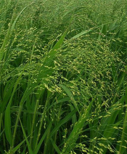 Wild Proso Millet