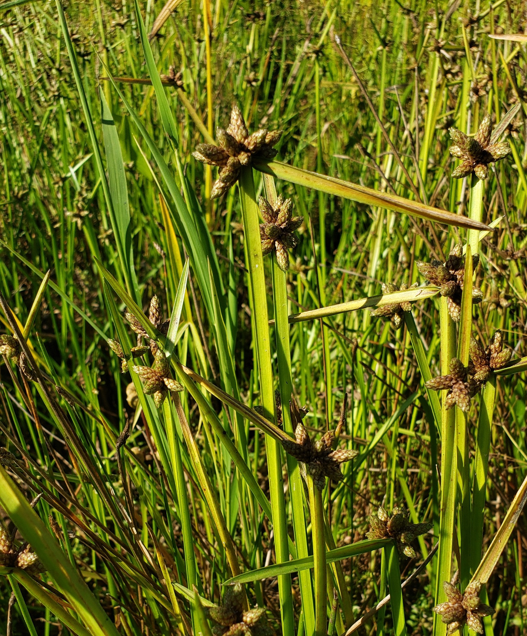 Alkali Bulrush