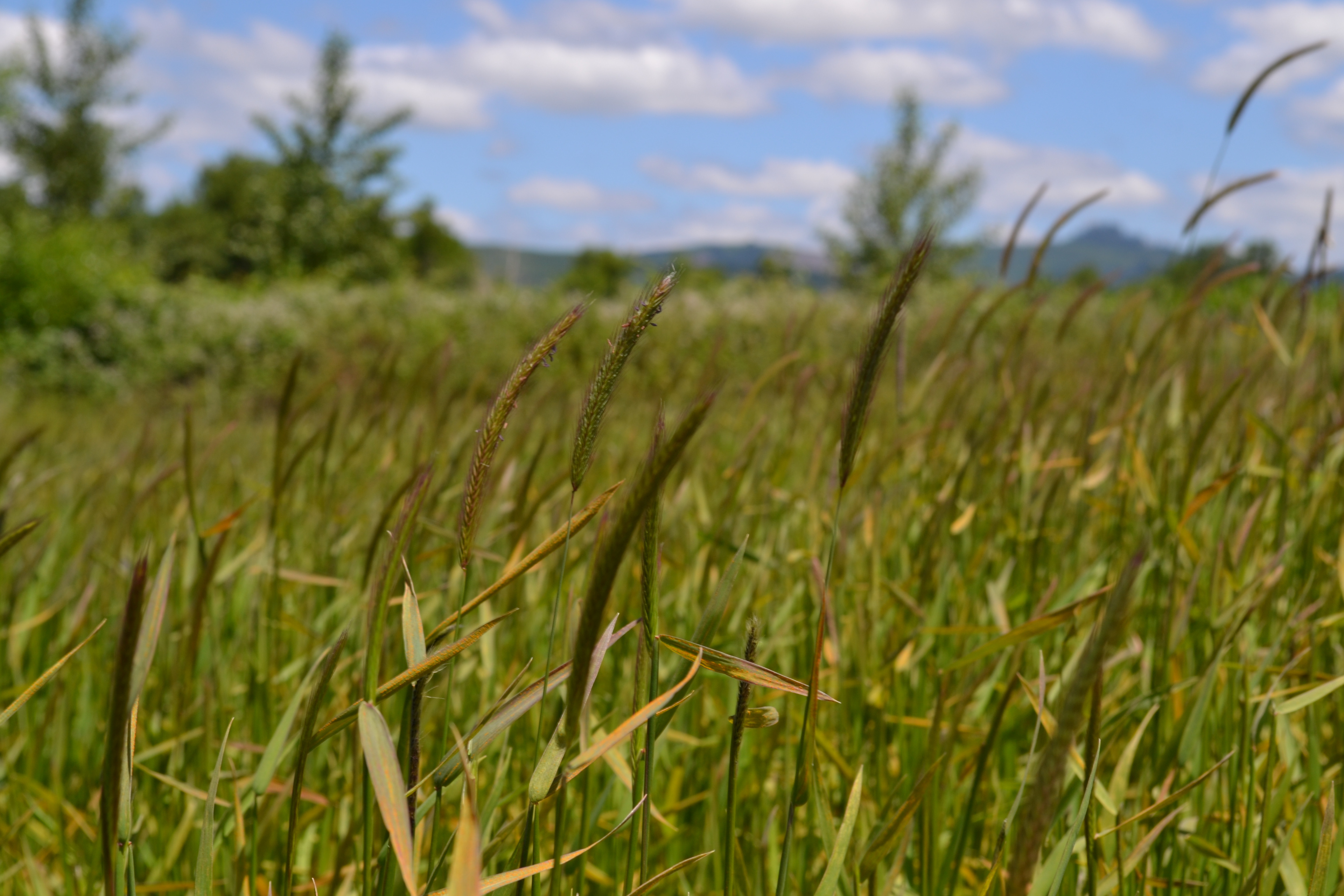 Hordeum brachyantherum