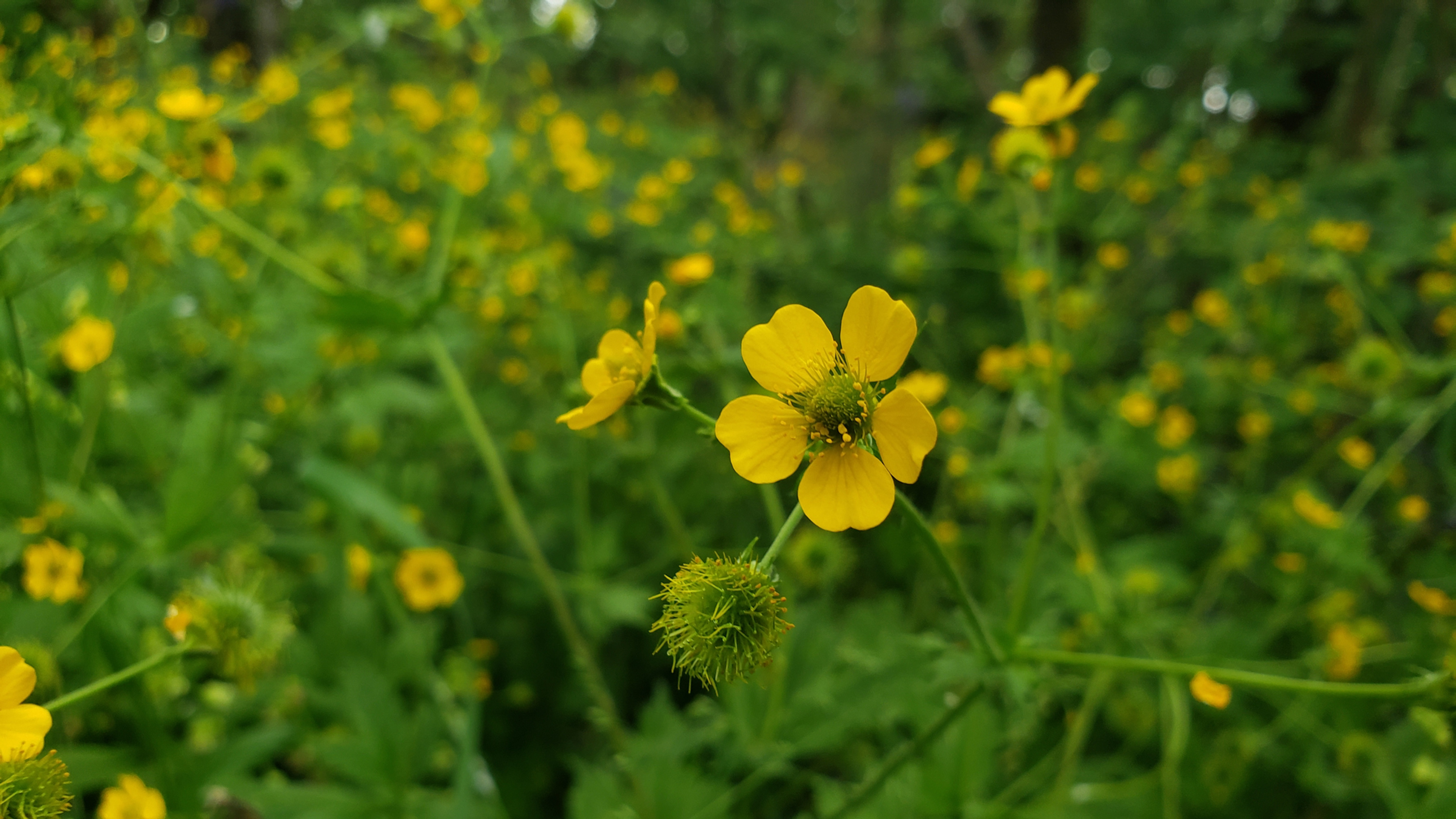Geum macrophyllum