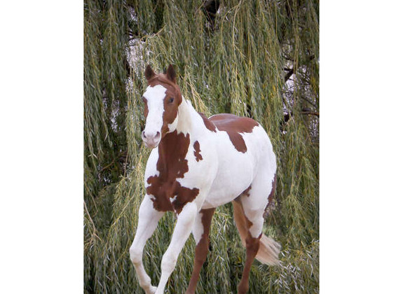 Sceni Rio Krymsun, AQHA, APHA, ROM, Stalion, One Hot Kymu