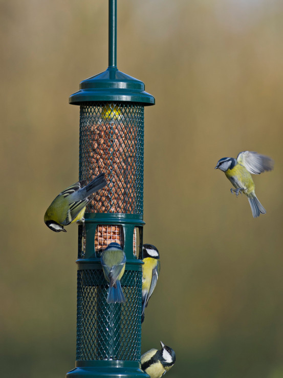 The Squirrel Buster Peanut | 100% Squirrel-Proof Bird Feeder