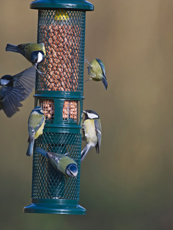 The Squirrel Buster Peanut | 100% Squirrel-Proof Bird Feeder