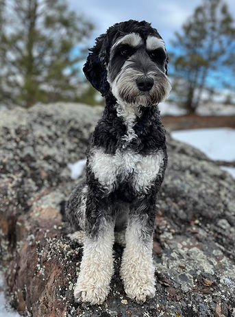 Australian Labradoodles | Montana Tumbleweed Labradoodles