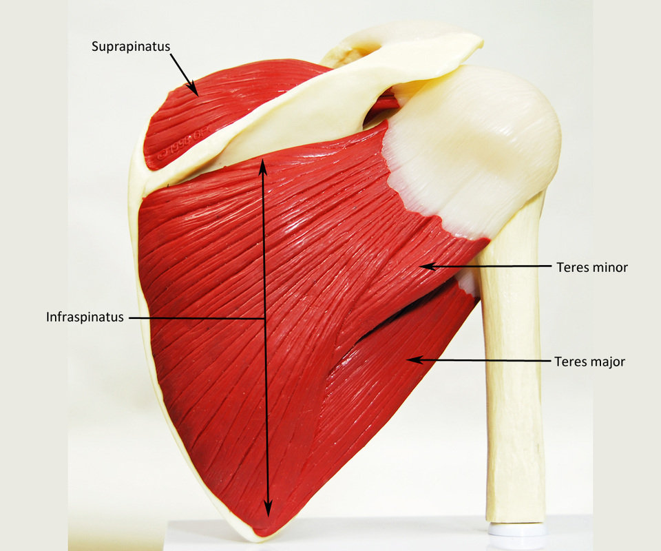 5 Easy Rotator Cuff Exercises