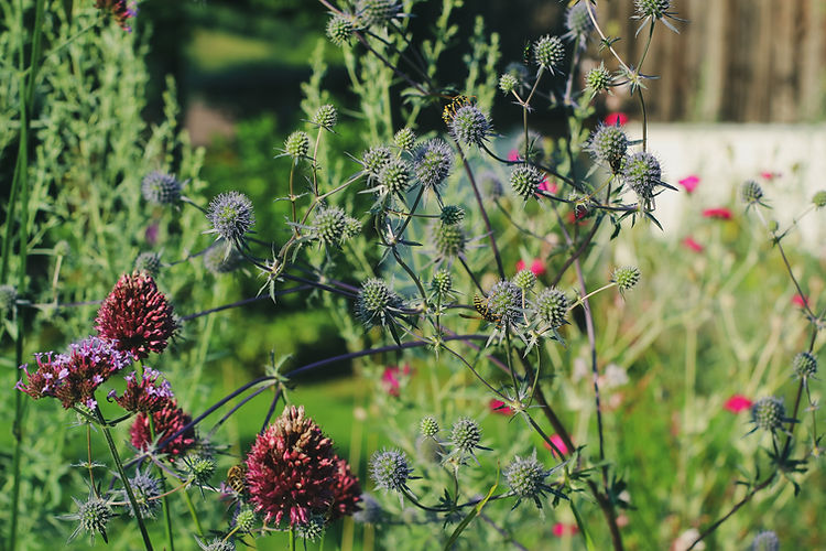 Barbara Bechtold | Gartengestaltung | Vorarlberg
