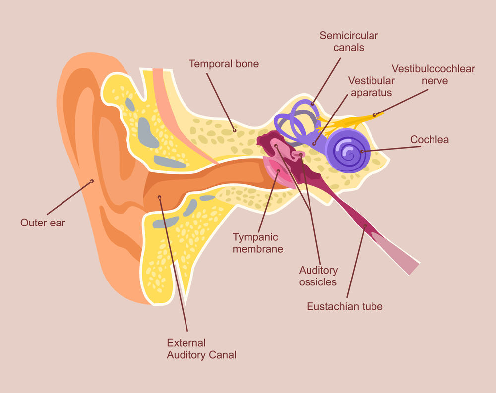 What is the Vestibular System and why does it need Physio?