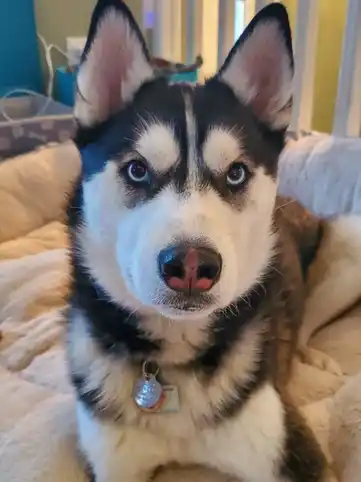 Your Trusted Pomsky Breeder in Alberta, Canada | Arkto Pomskies