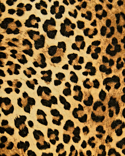 Leopard / Cheetah Print Edible Image /Photo Cake / Same Day/ Icing ...