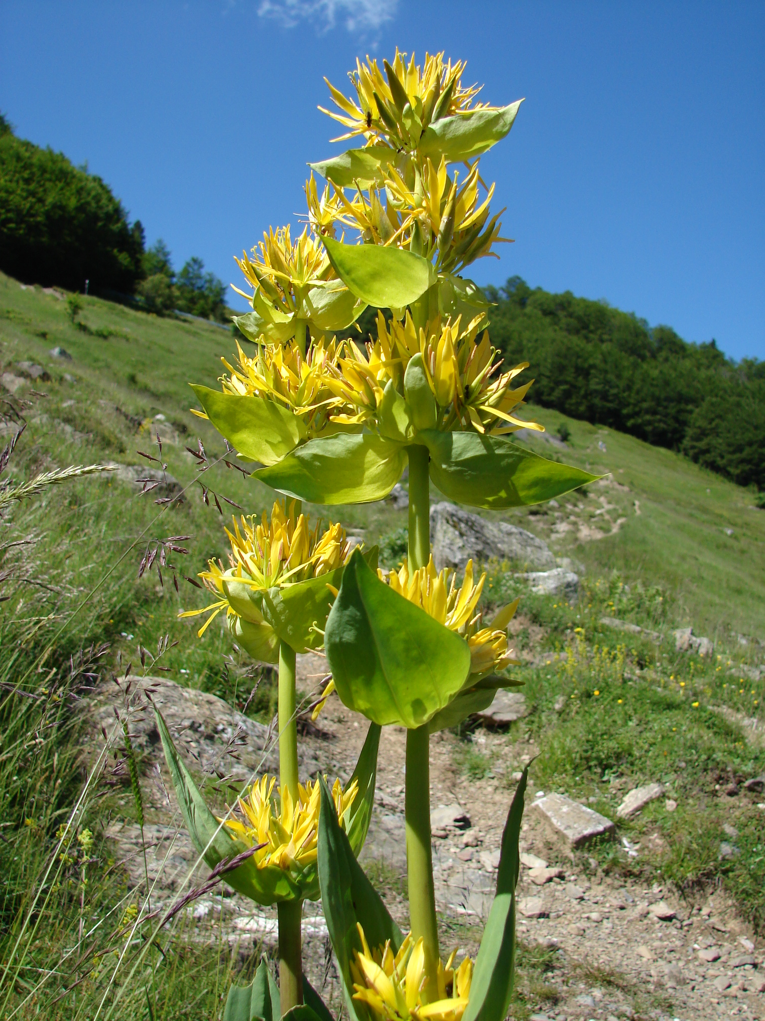 Liqueurs De Plantes | Jardins du cap Plantes médicinales | Sepx