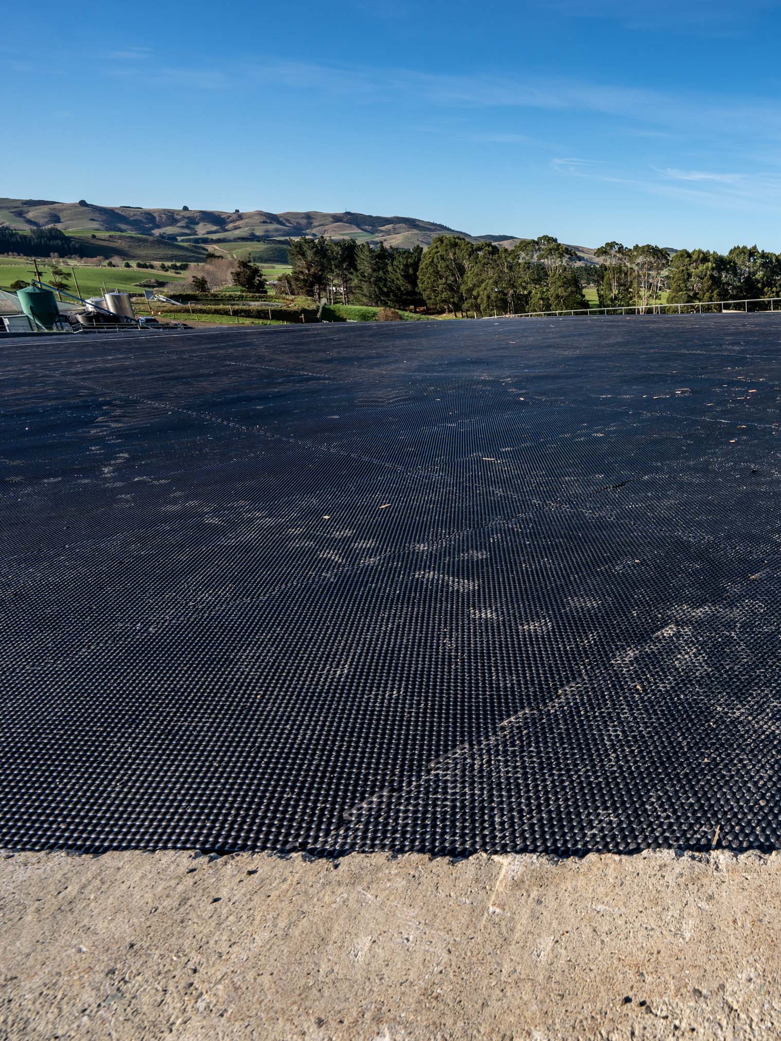 Incredible Cow Feed Pad, Owaka Farm