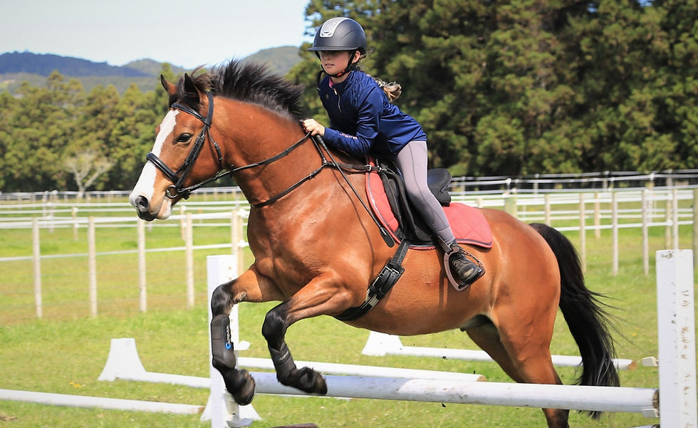 Neck & Jumping Straps | DH Equestrian