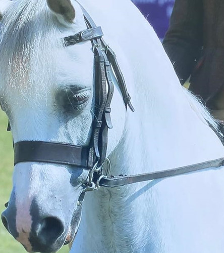 Native Welsh Pony Bridles | DH Equestrian