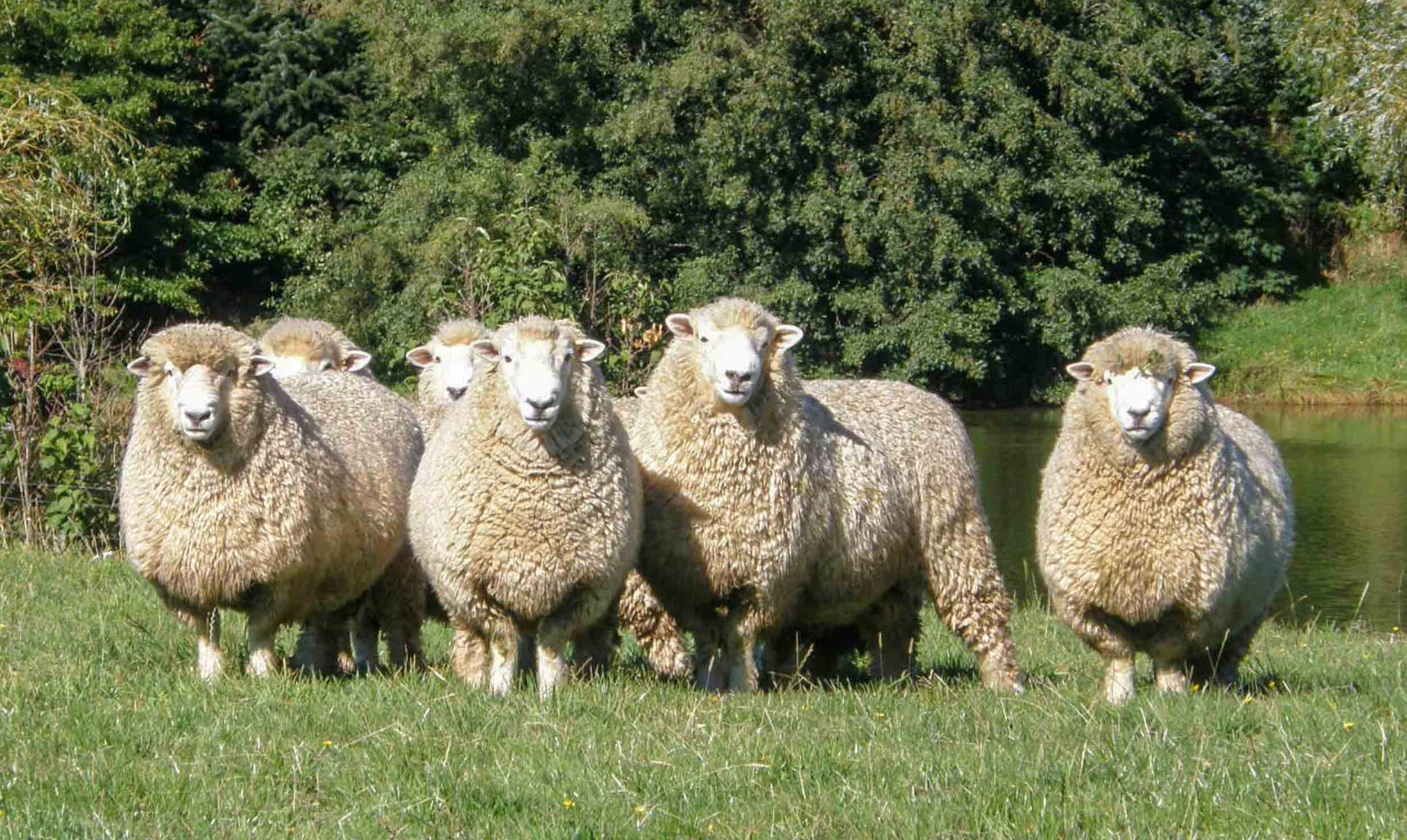 Sheep | Fernvale Genetics ~ Premium Angus & Ram Studs