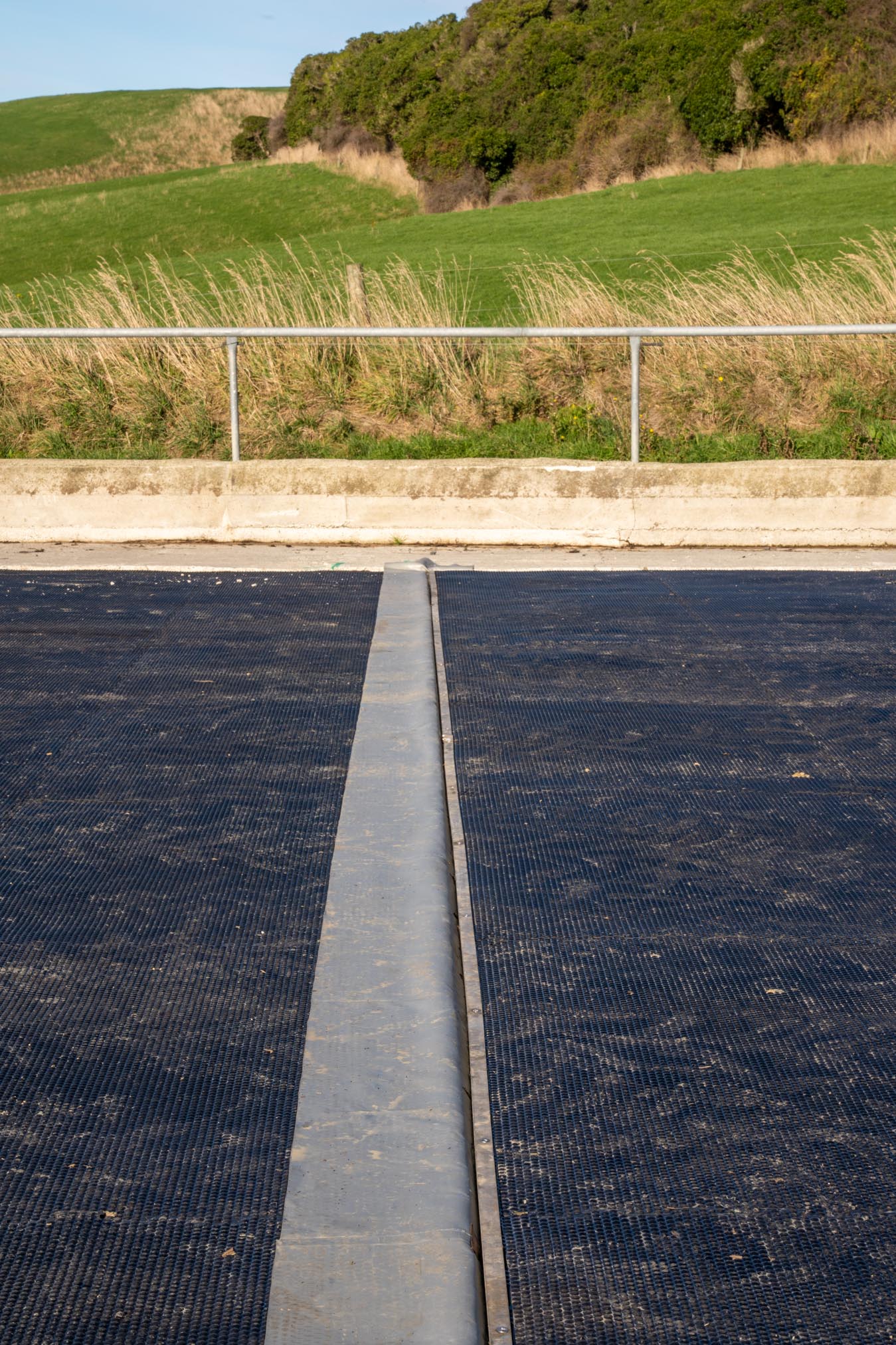 Incredible Cow Feed Pad, Owaka Farm