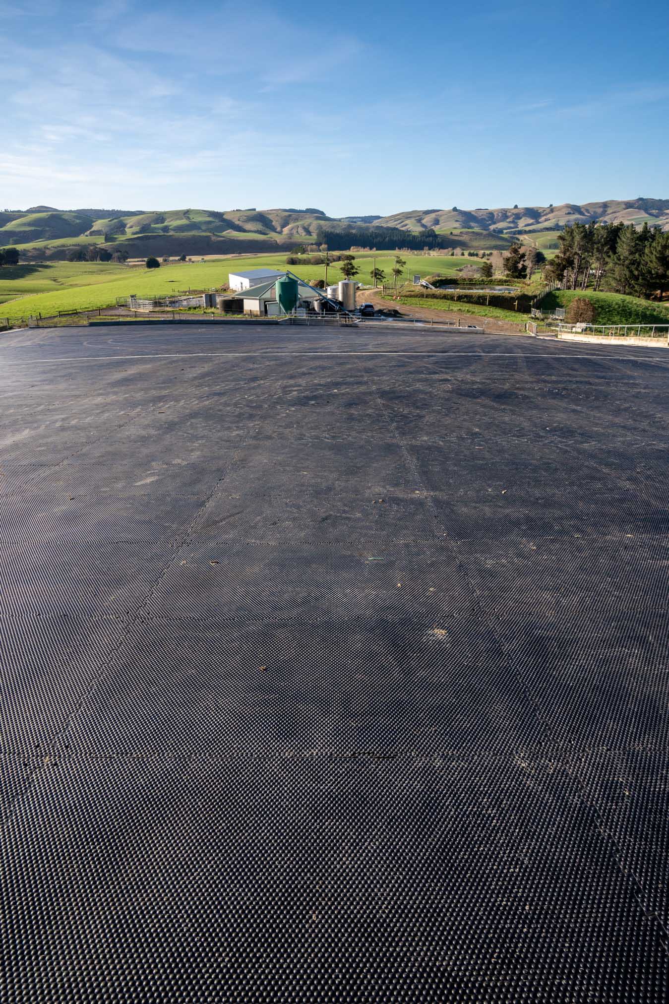 Incredible Cow Feed Pad, Owaka Farm