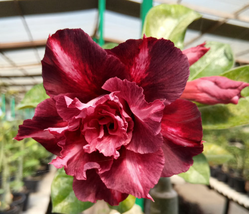 Yu Jiao | Parahyba Garden