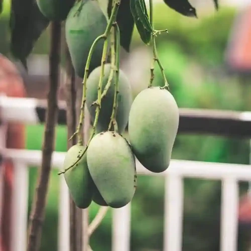 Thai Rupali Mango Plant | Eazy Gardener